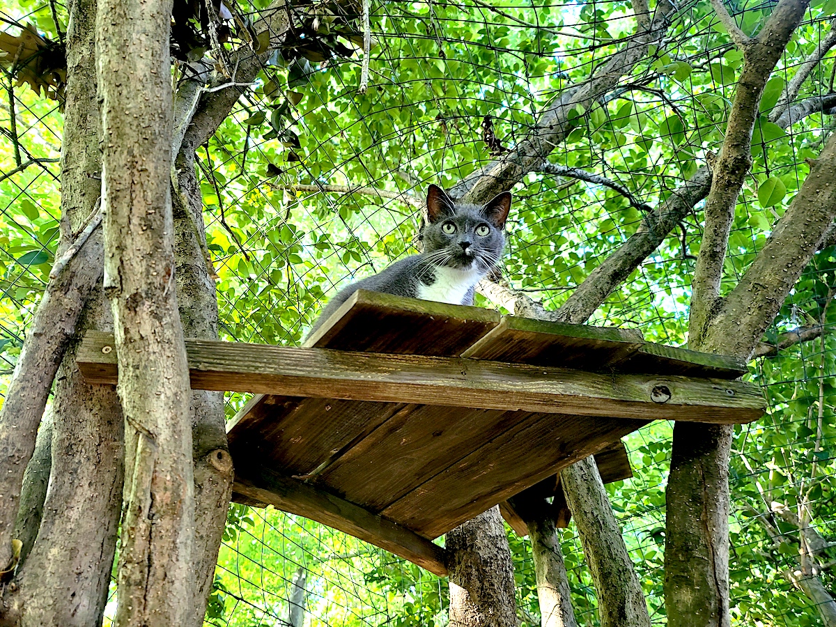 🎬 Our Catio Home: Featured Cat Video Channel - MewlaYoung.com