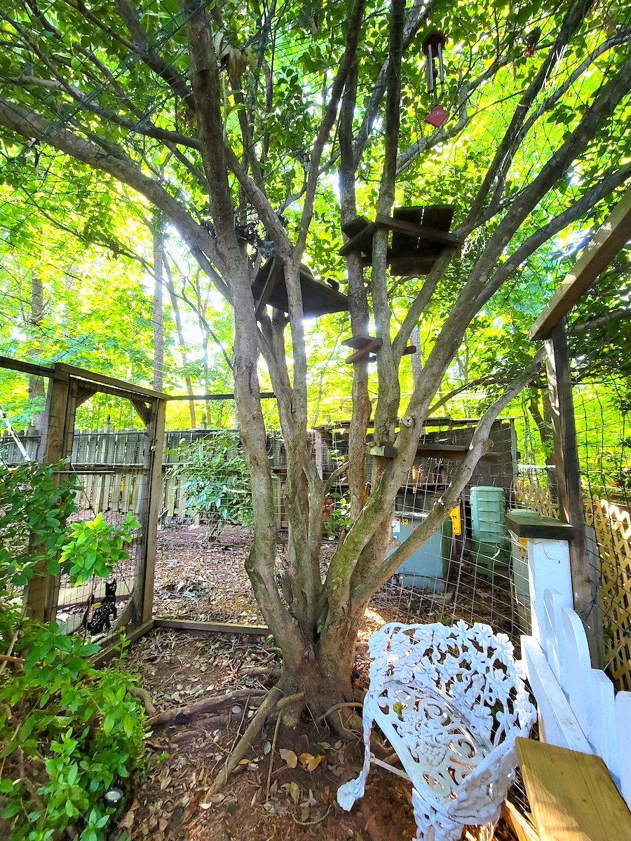 🎬 Our Catio Home: Featured Cat Video Channel - MewlaYoung.com