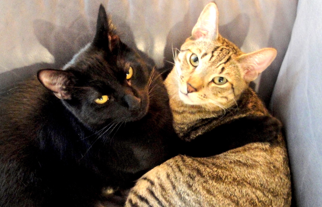 🎬Cuddling Cats Kwazi and Uli: Cat Video Channel - MewlaYoung.com