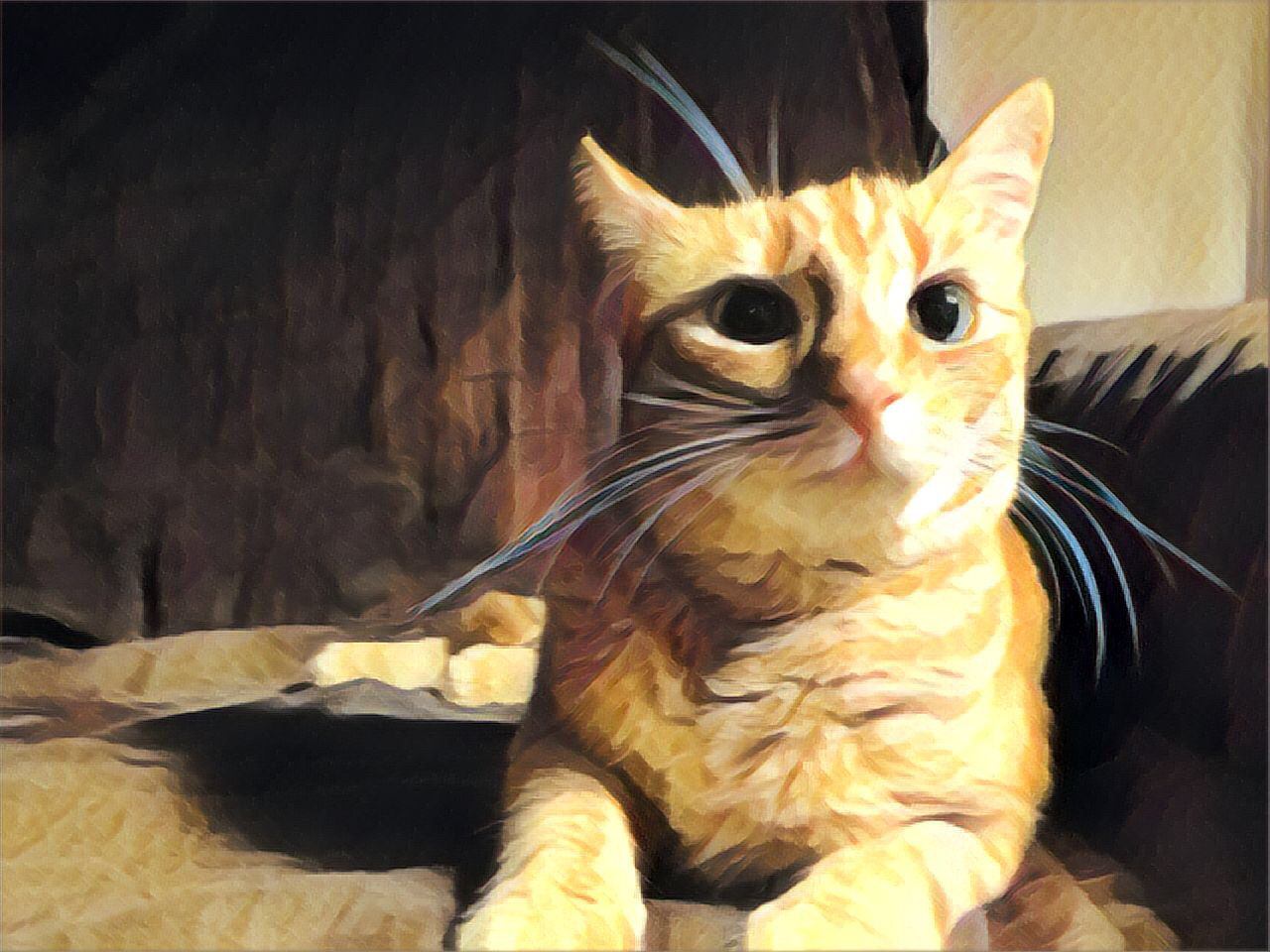 Want to Buy a cat? Read This First! - MewlaYoung.com