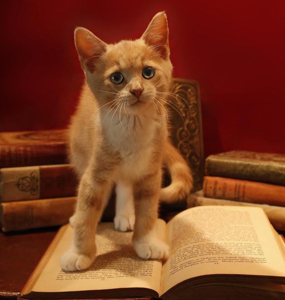 Cat Literature - MewlaYoung.com