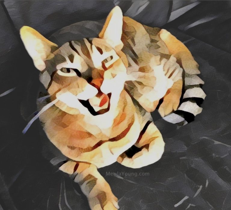 Top 6 Best TV Shows Featuring Cats - Streaming Now - MewlaYoung.com